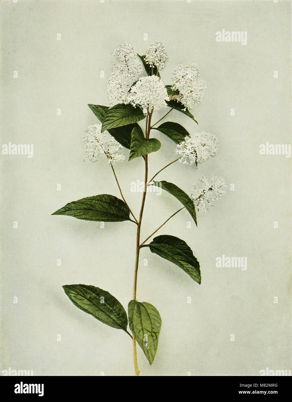 Ceanothus americanus hi-res stock photography and images - Alamy