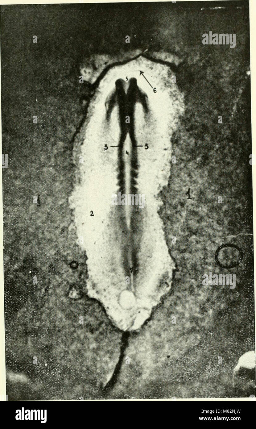 Experimental embryology research from 1958, studying the development ...