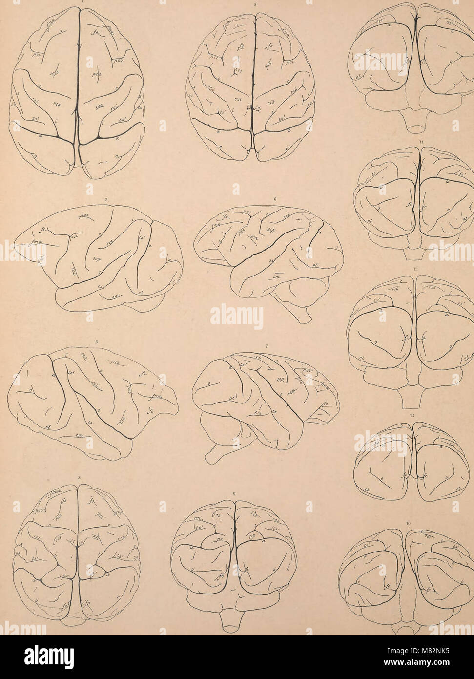 This 1906 work, 'Cerebra Simiarum Illustrata,' features detailed ...