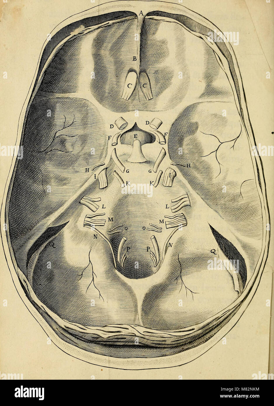 Thomas willis brain hi-res stock photography and images - Alamy