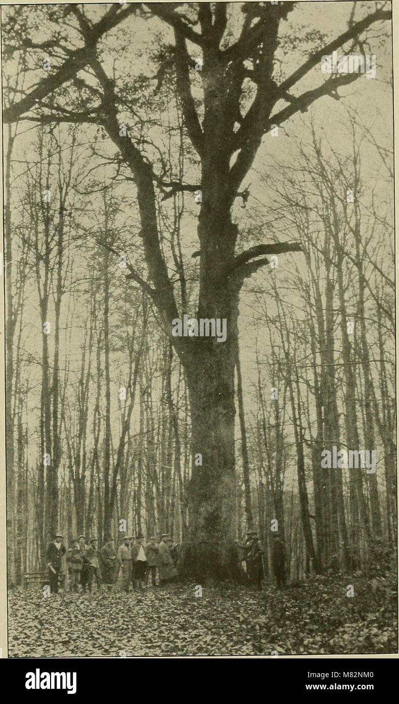 This 1915 work examines aspects of German forestry, highlighting ...