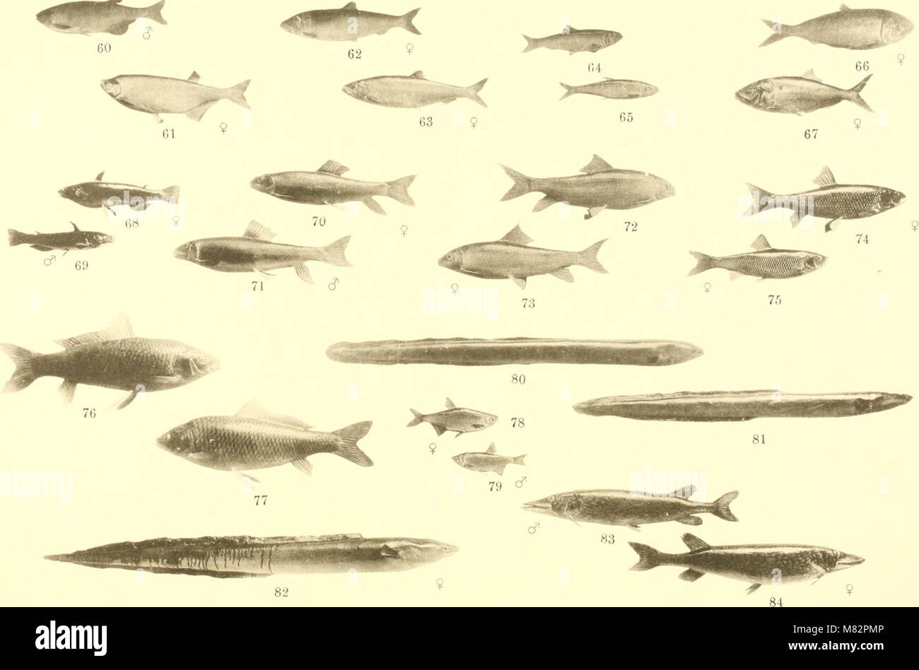 The *Check List of the Fishes of the Dominion of Canada and ...