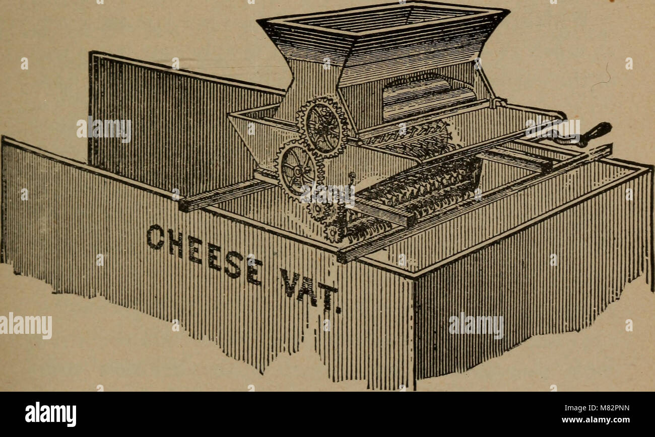 This 1895 text on Cheddar cheese making describes the process of ...