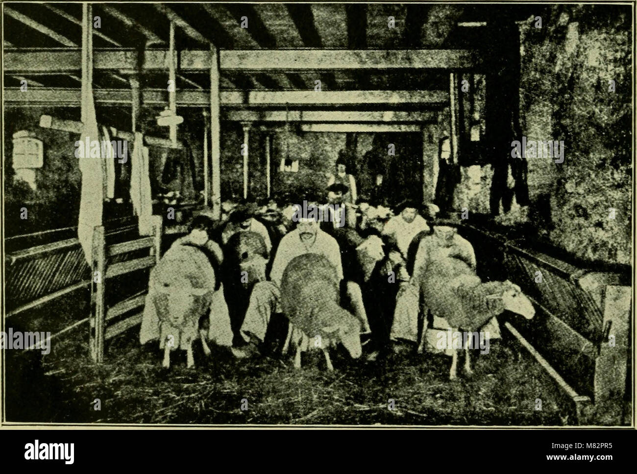 Cheese; a short treatise on the manufacture of various kinds of ...