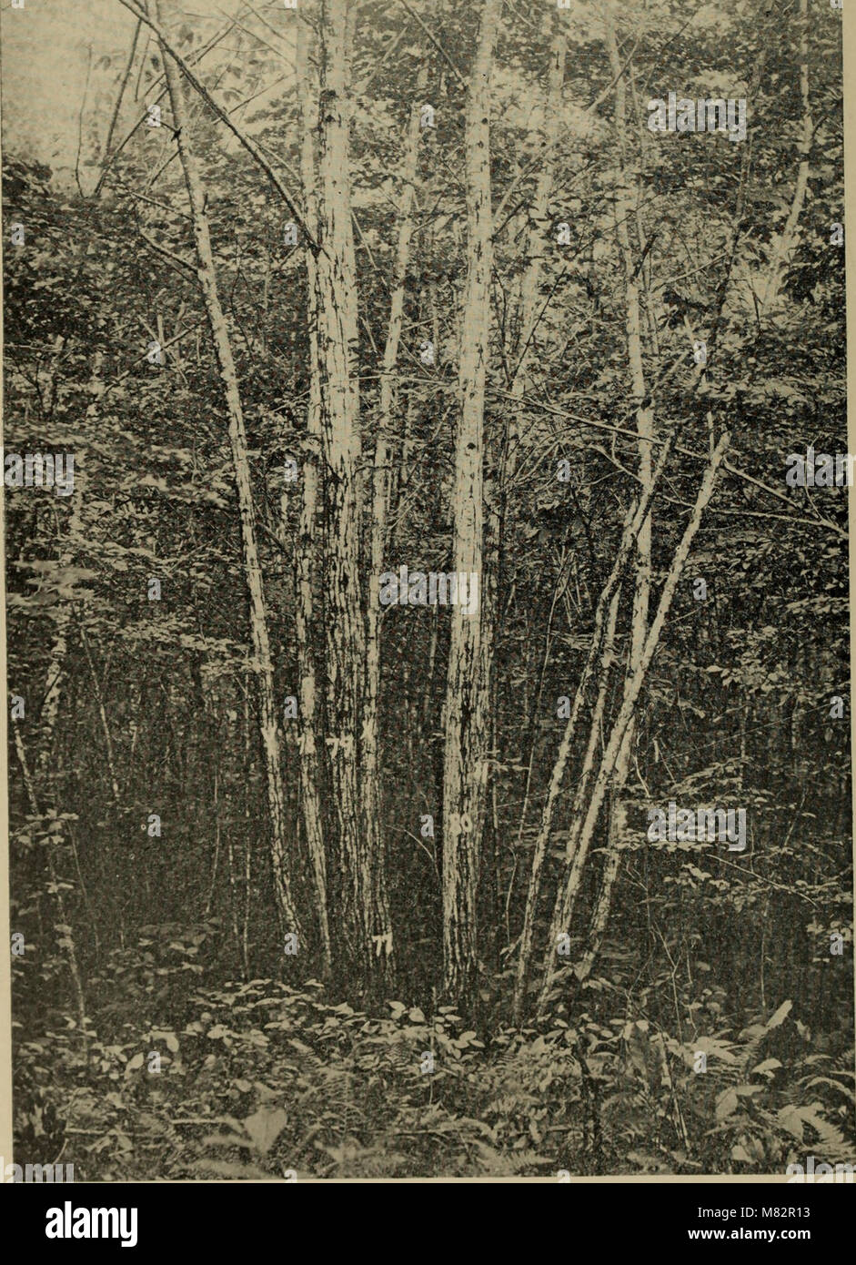 This 1906 work focuses on the cultivation and improvement of chestnut ...