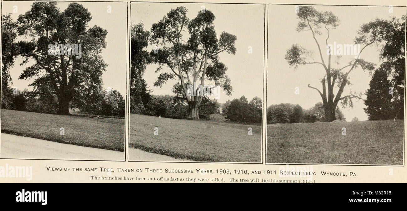 Chestnut blight hi-res stock photography and images - Alamy