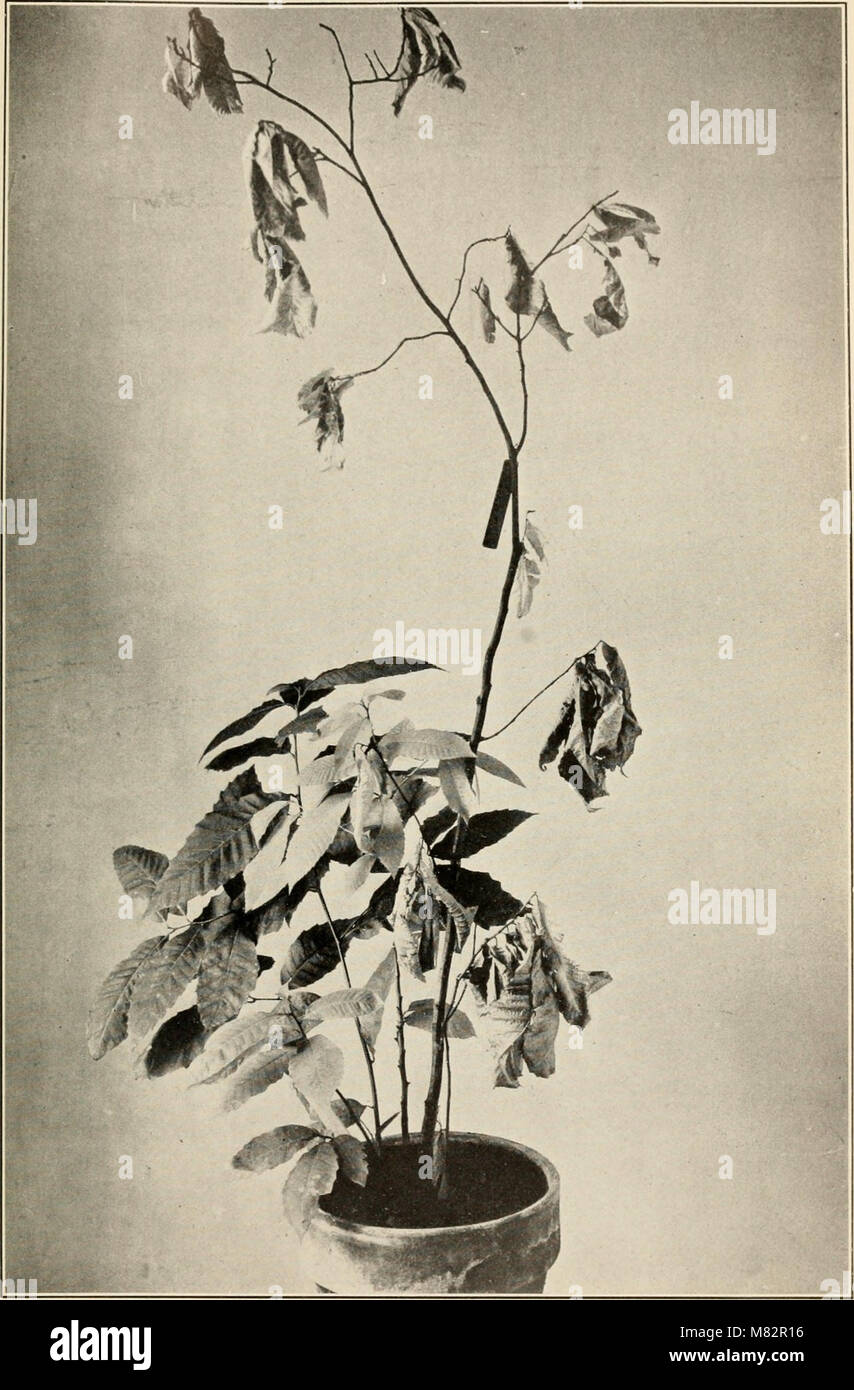 Chestnut blight hi-res stock photography and images - Alamy