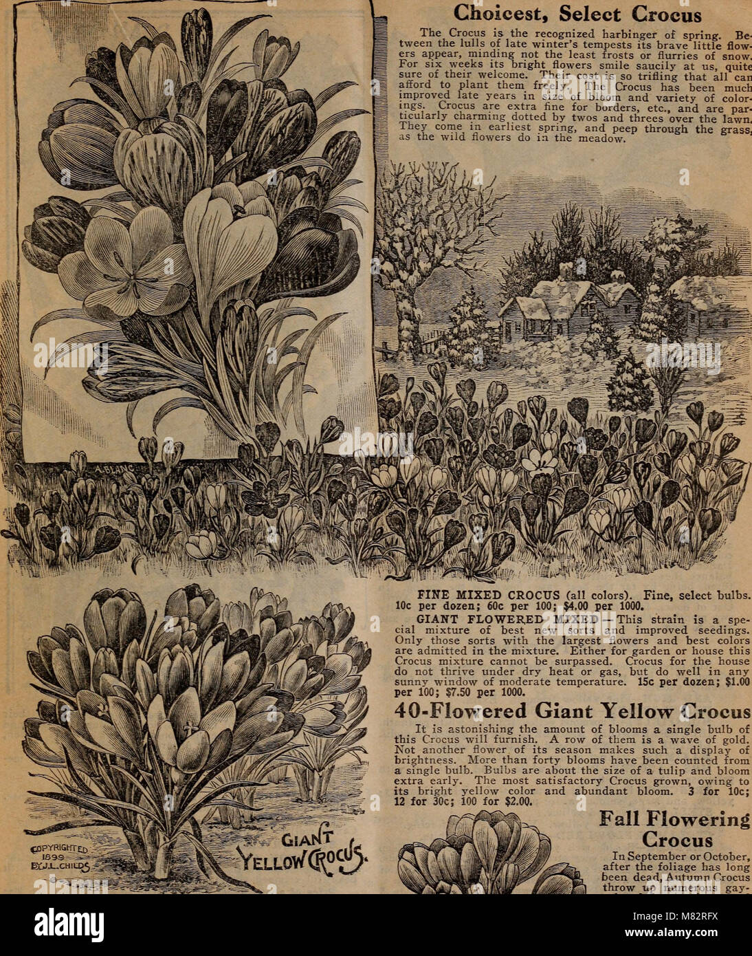 Childs' catalogue of fall bulbs that bloom - plants shrubs, fruits etc ...
