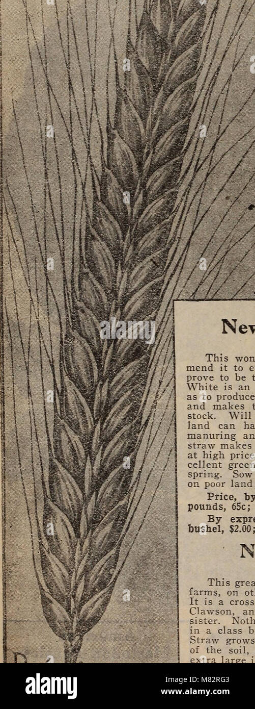 Childs' catalogue of fall bulbs that bloom - plants shrubs, fruits etc ...