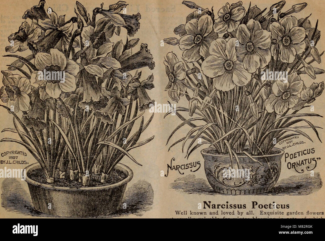 Childs' catalogue of fall bulbs that bloom - plants shrubs, fruits etc ...