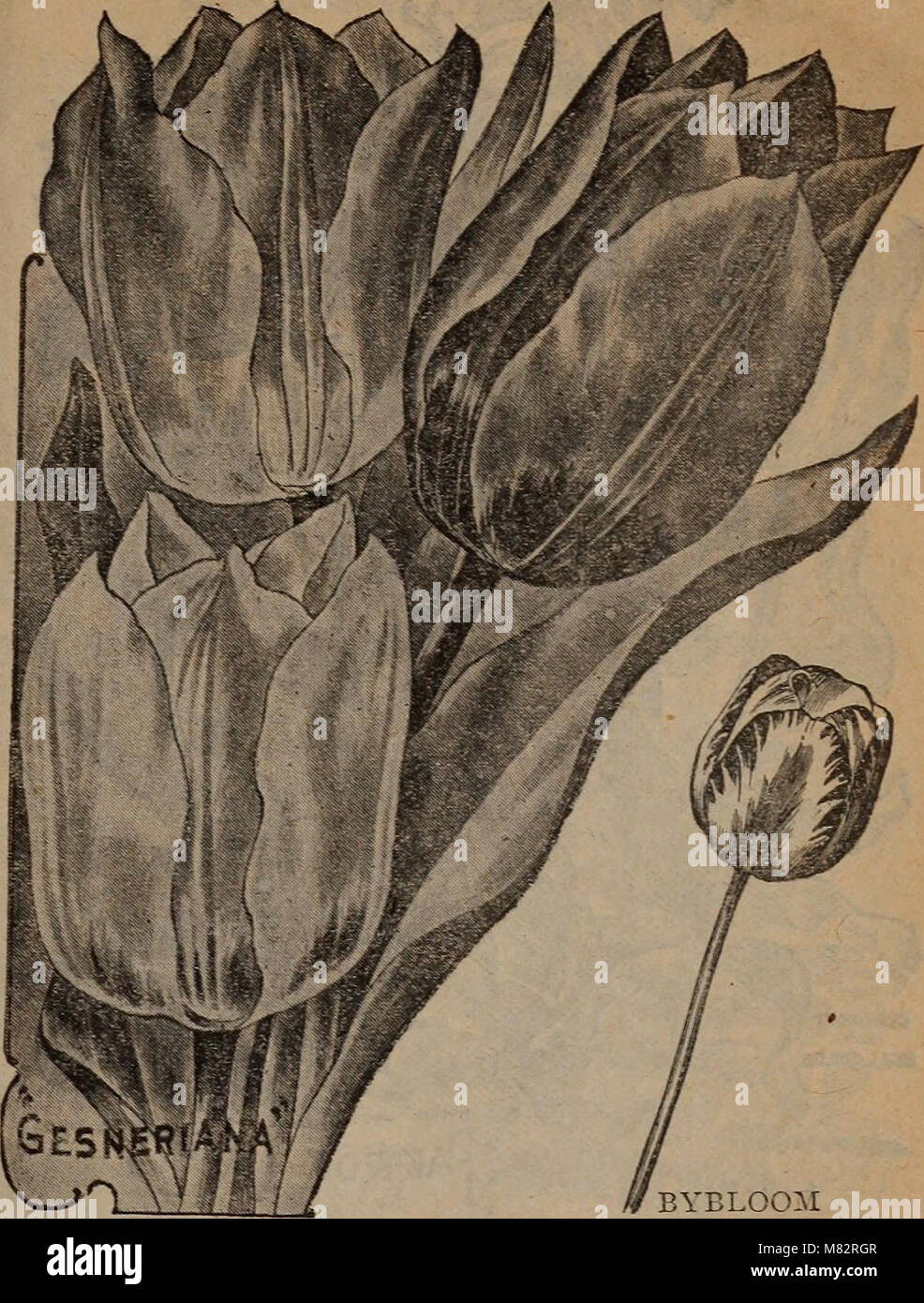 Childs' catalogue of fall bulbs that bloom - plants shrubs, fruits etc ...