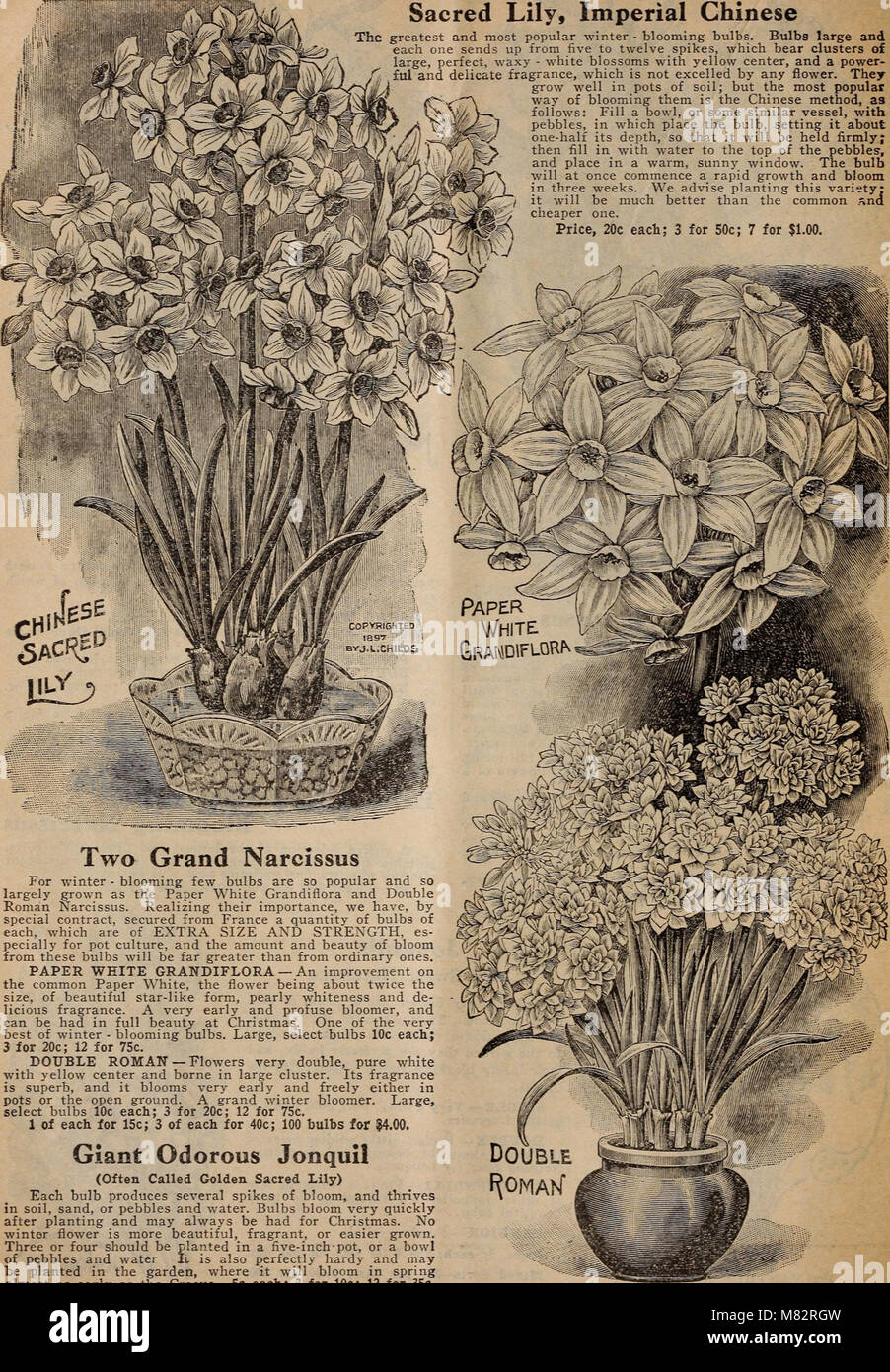 Childs' catalogue of fall bulbs that bloom - plants shrubs, fruits etc ...