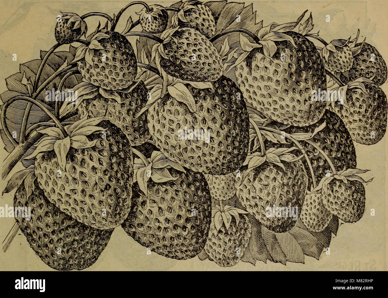 This 1914 catalog offers a variety of fall-blooming bulbs, seeds, and ...