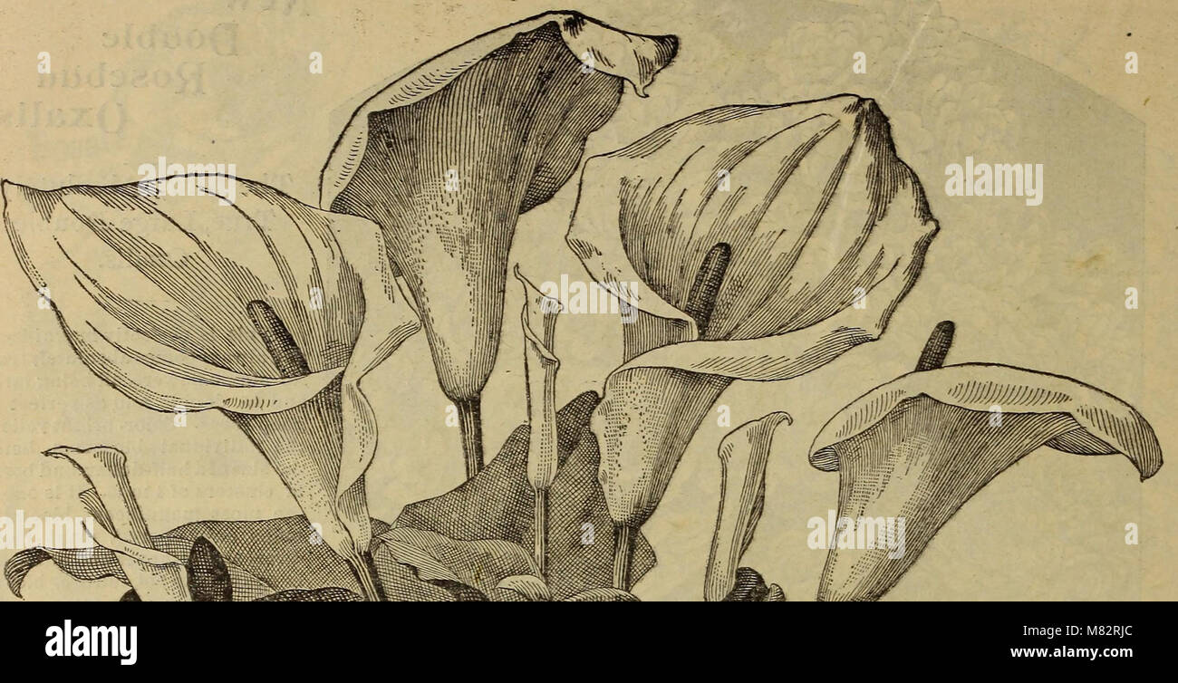 'Childs' Catalogue of Fall Bulbs' (1914) is a gardening guide offering ...