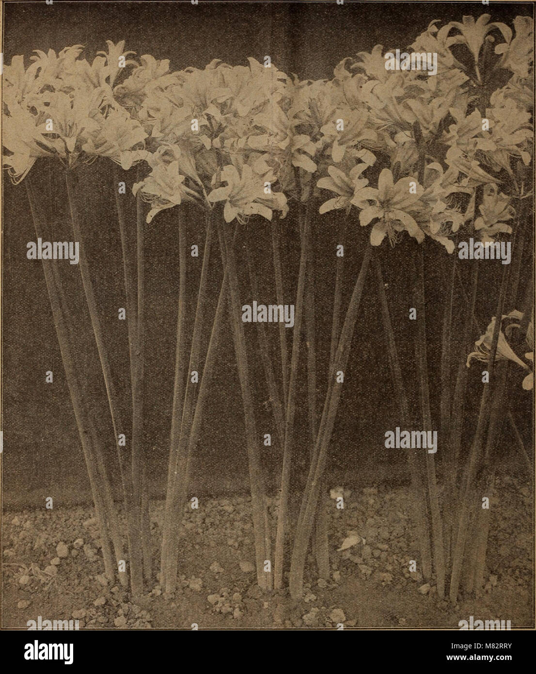 Childs' Fall Bulbs that Bloom Plants, Shrubs, Fruits, etc. (1919) is a ...