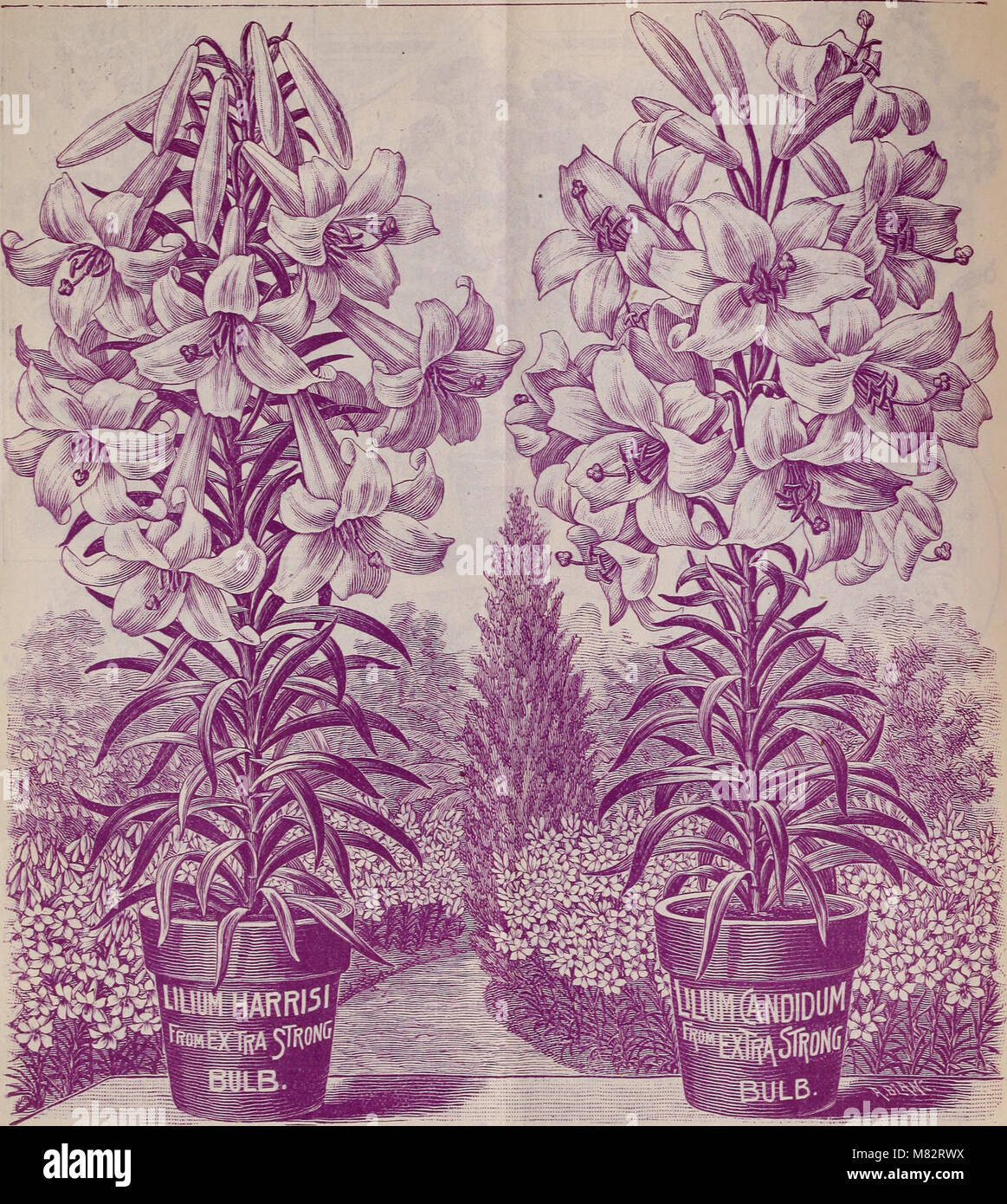 Childs' fall catalogue of bulbs (1898) (14583641200 Stock Photo - Alamy