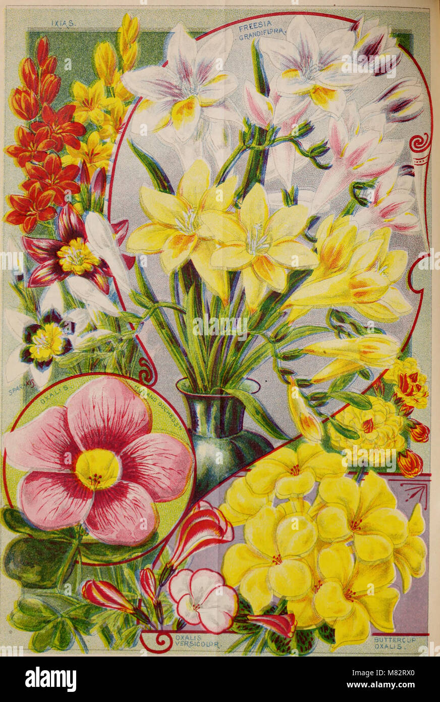 Childs' fall catalogue of bulbs (1898) (14747295376 Stock Photo - Alamy