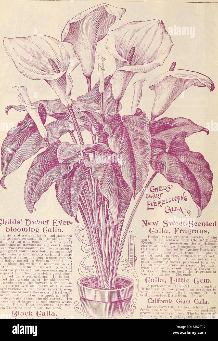 The 1899 'Childs' Fall Catalogue' offers a selection of blooming bulbs ...