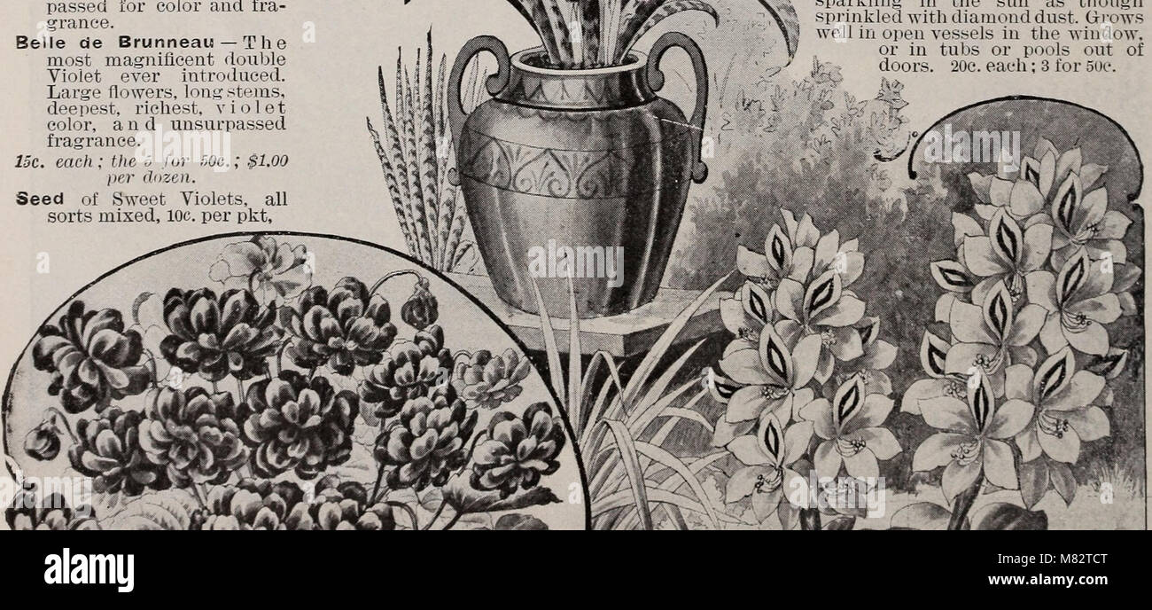 This 1903 catalog showcases rare and exotic flowers, vegetables, and ...