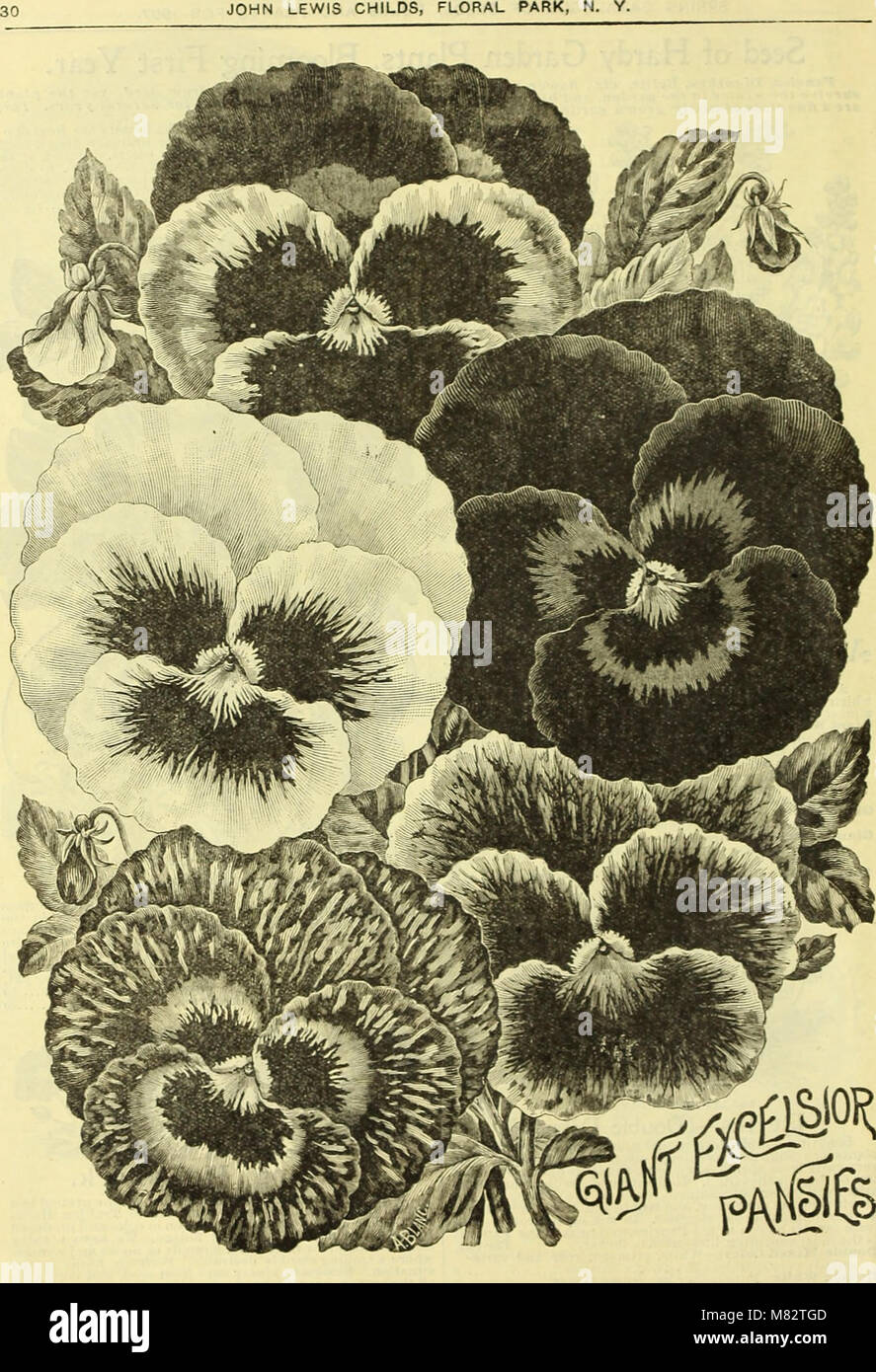 Childs' rare flowers, vegetables, and fruits (1907) (19986367193 Stock ...