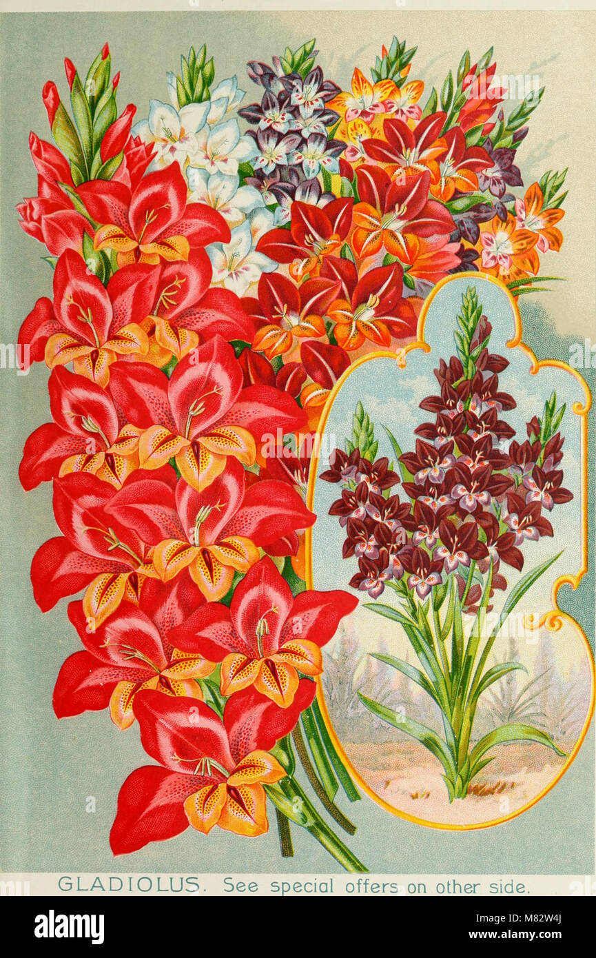 Specialized plant features hi-res stock photography and images - Alamy