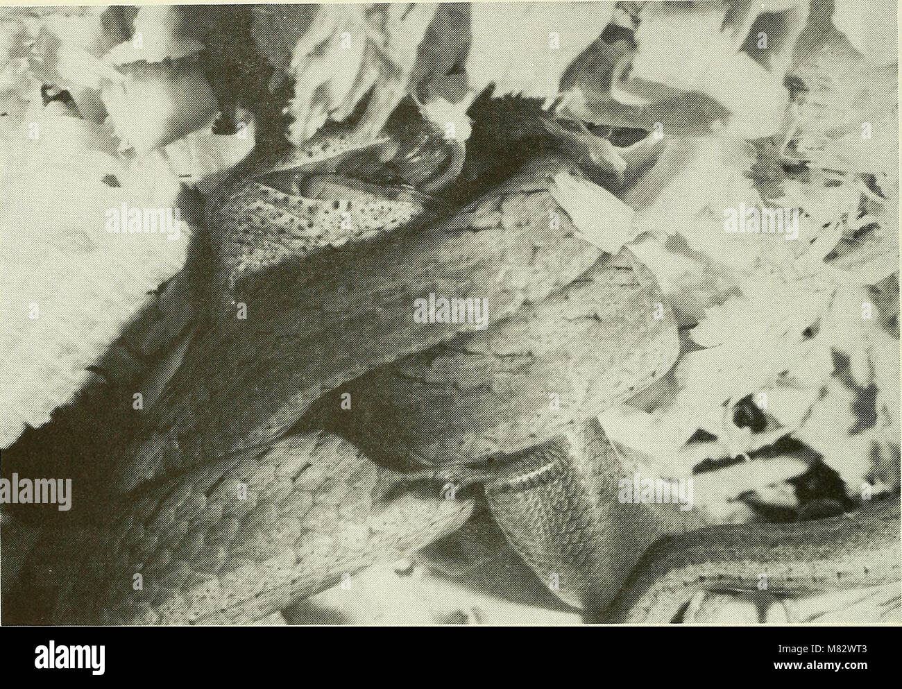 'Chinese Herpetological Research' (1988-1989) presents studies on ...