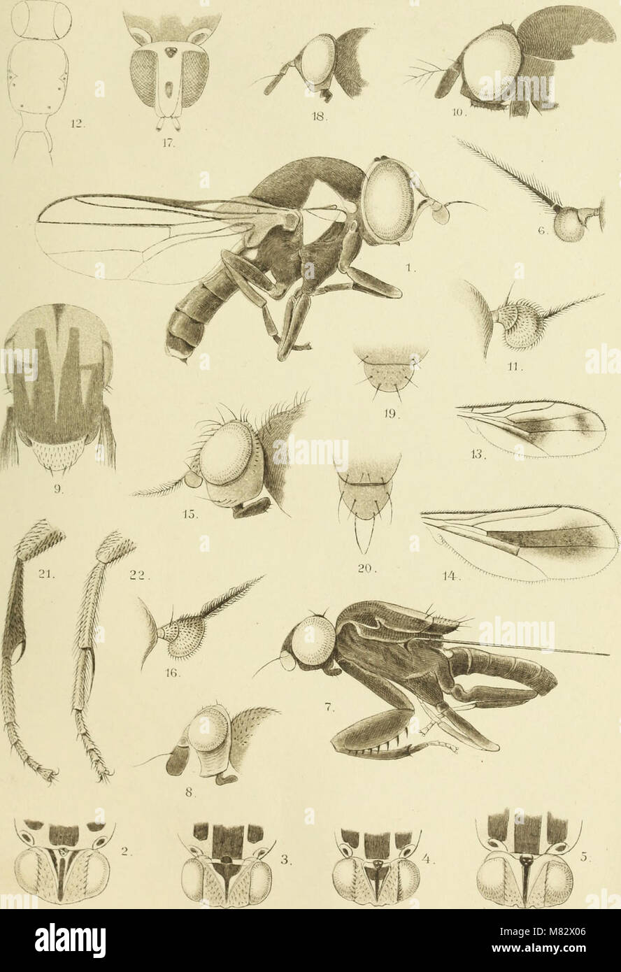 *Chloropidae - eine monographische studie* (1900) is a monograph ...