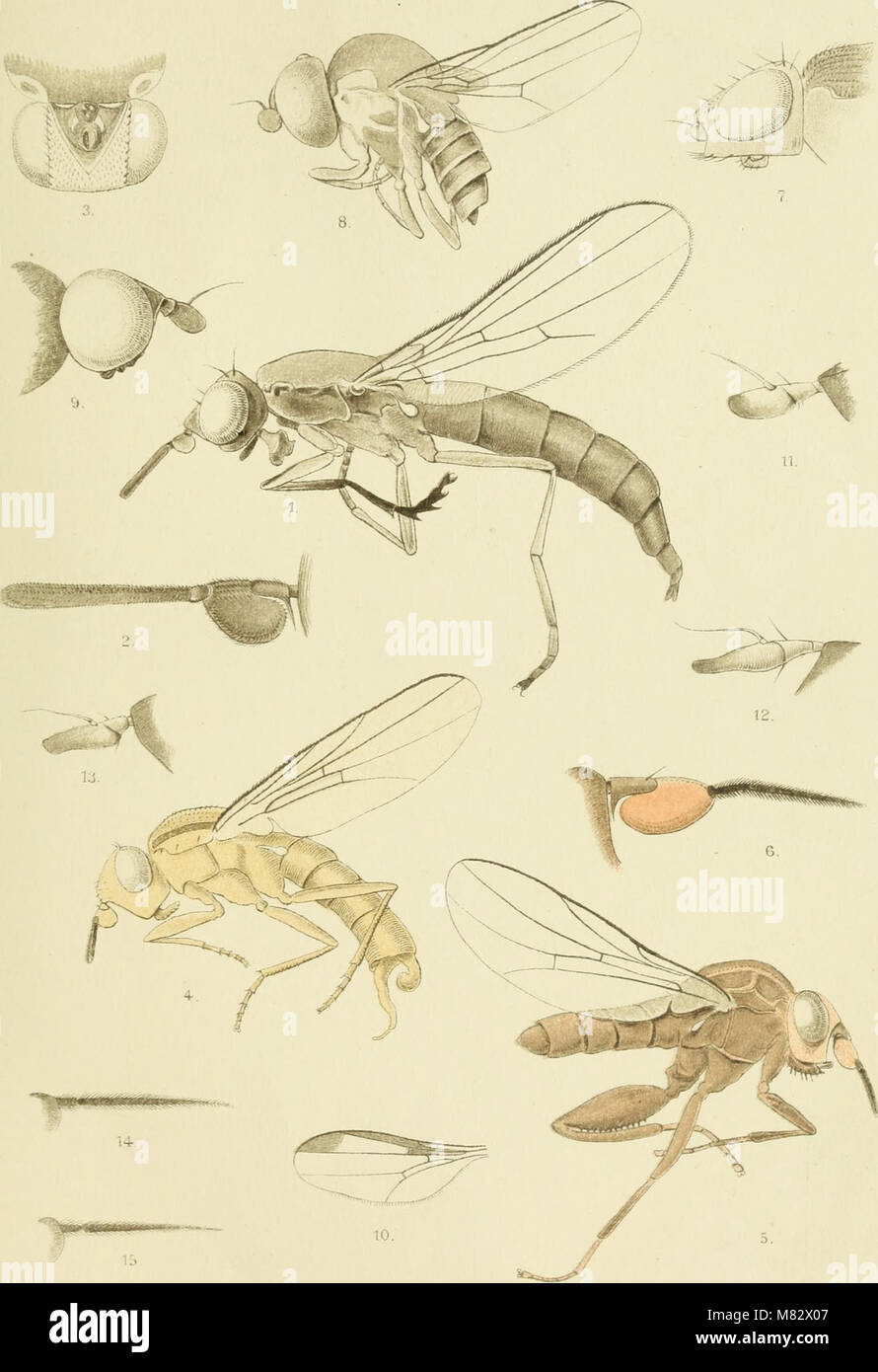 'Chloropidae - eine monographische Studie' (1900) is a comprehensive ...