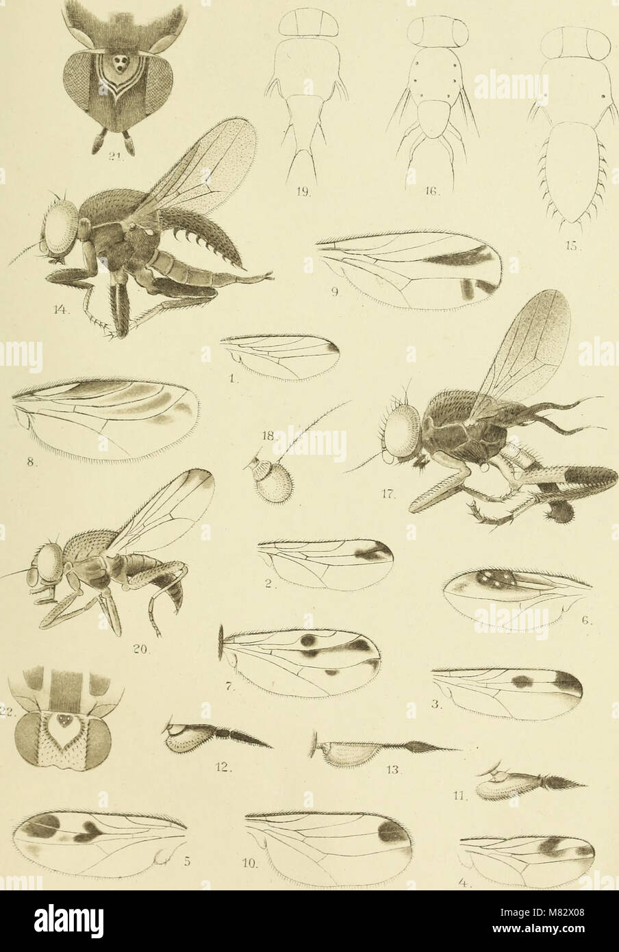 *Chloropidae - Eine Monographische Studie* (1900) is a monographic ...