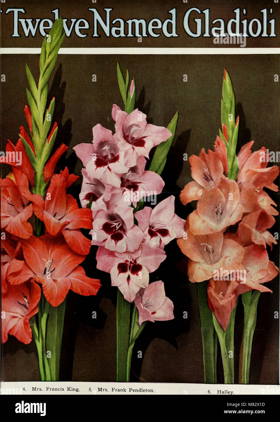 'Choice Gladiolus - Easy to Grow' (1927) is a guide on cultivating ...