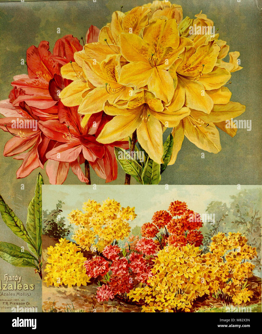 'Choice Selections in Seeds and Plants' (1895) provides a selection of ...