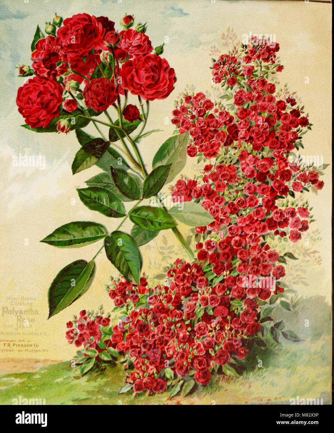 A 1895 guide to selecting high-quality seeds and plants for cultivation ...