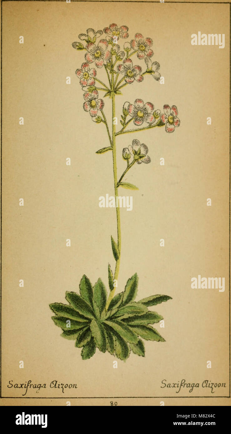This 1878 work features a selection of plants from Central Europe ...