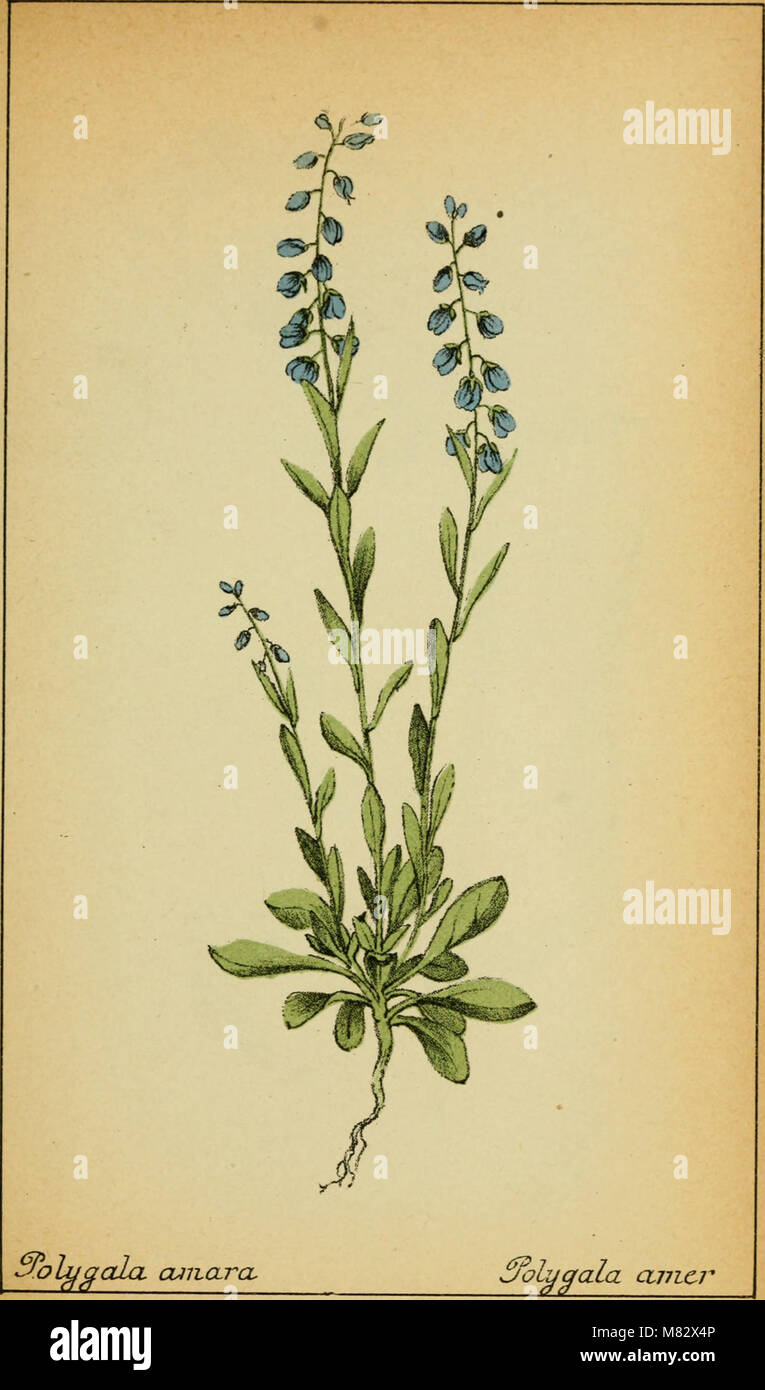 This 1878 botanical work presents a selection of plants native to ...