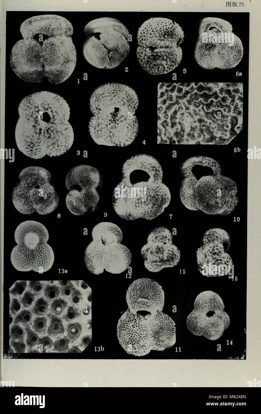 Chong sheng hai cao di si ji wei ti sheng wu qun ji qi di zhi yi yi ...