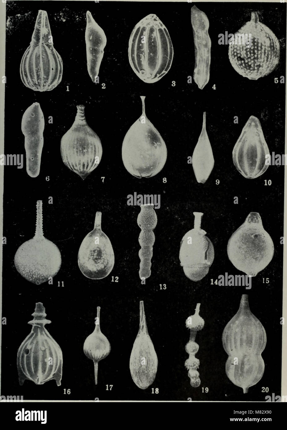 Chong sheng hai cao di si ji wei ti sheng wu qun ji qi di zhi yi yi ...