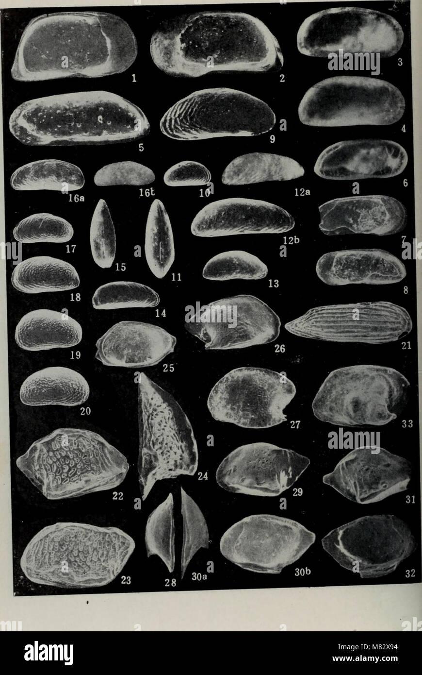 Chong sheng hai cao di si ji wei ti sheng wu qun ji qi di zhi yi yi ...