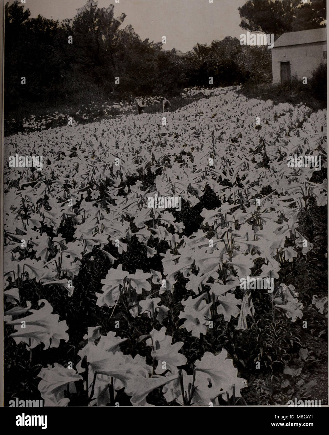 The 1913 'Christian Herald' magazine provides articles on religious ...