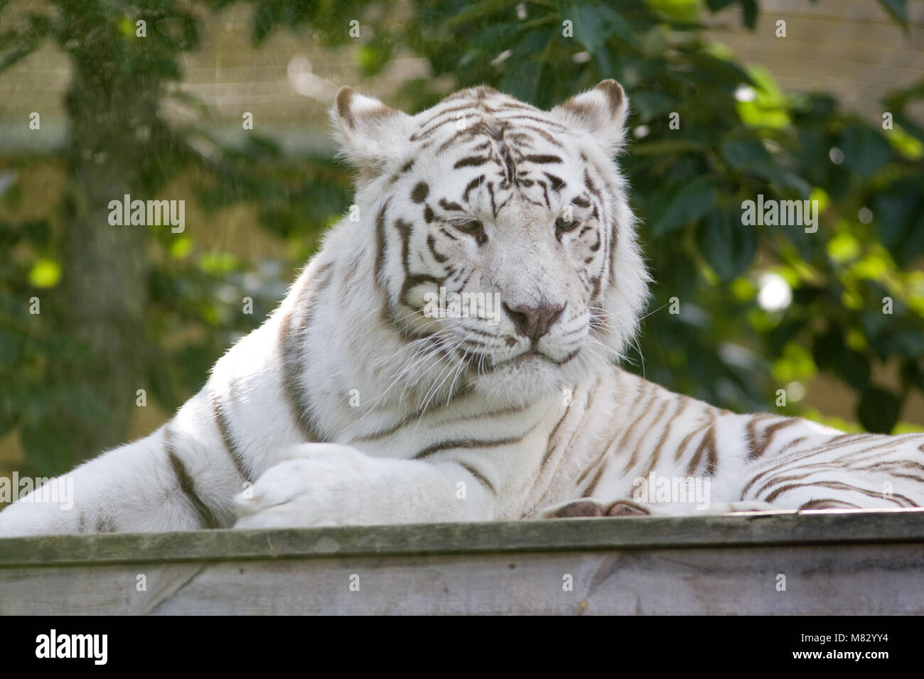 Royal bengal tiger bangladesh hi-res stock photography and images - Alamy