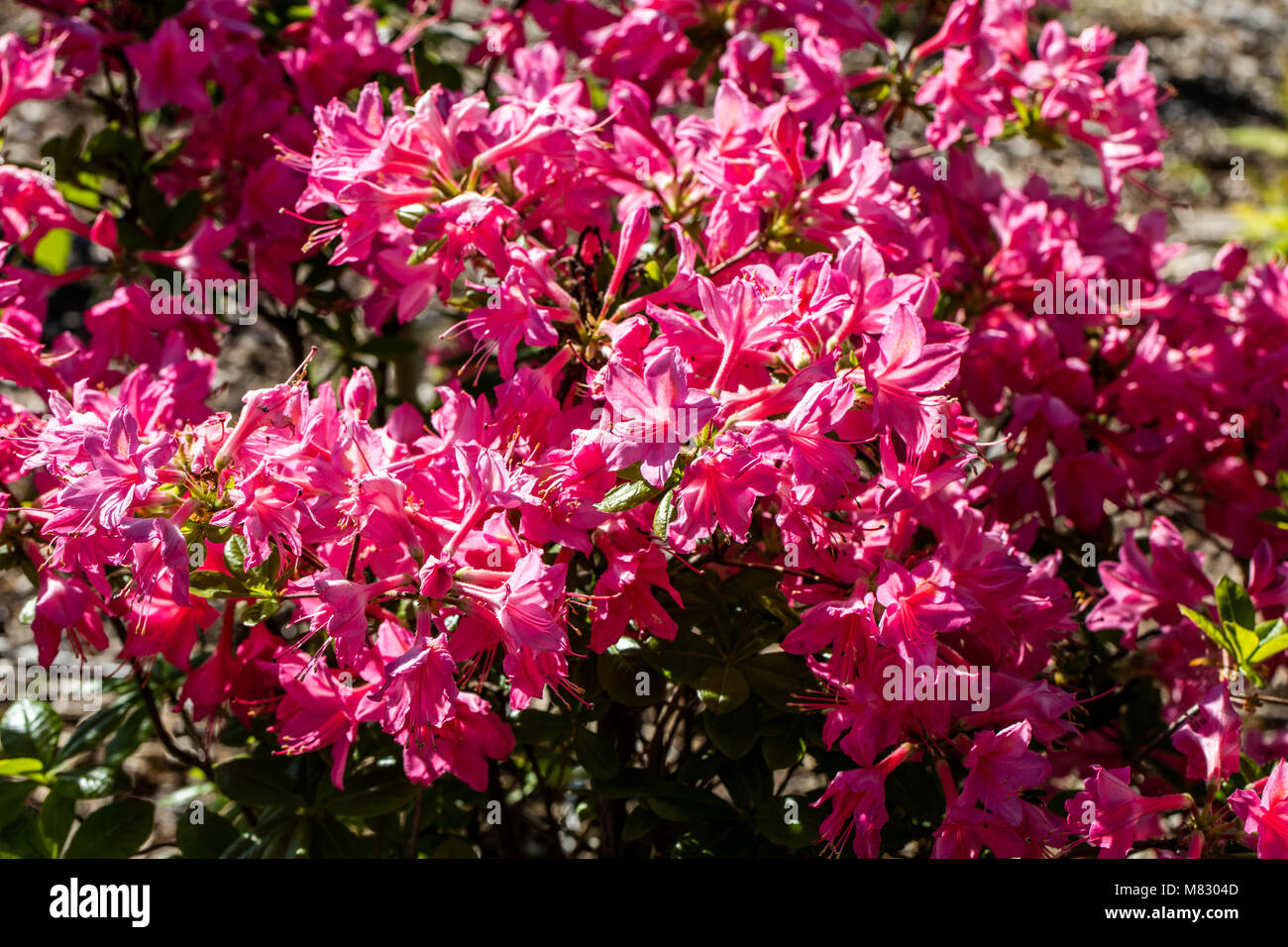 'Jolie Madame' Viscosa azalea, Viscosa gruppen (Rhododendron hybrida ...
