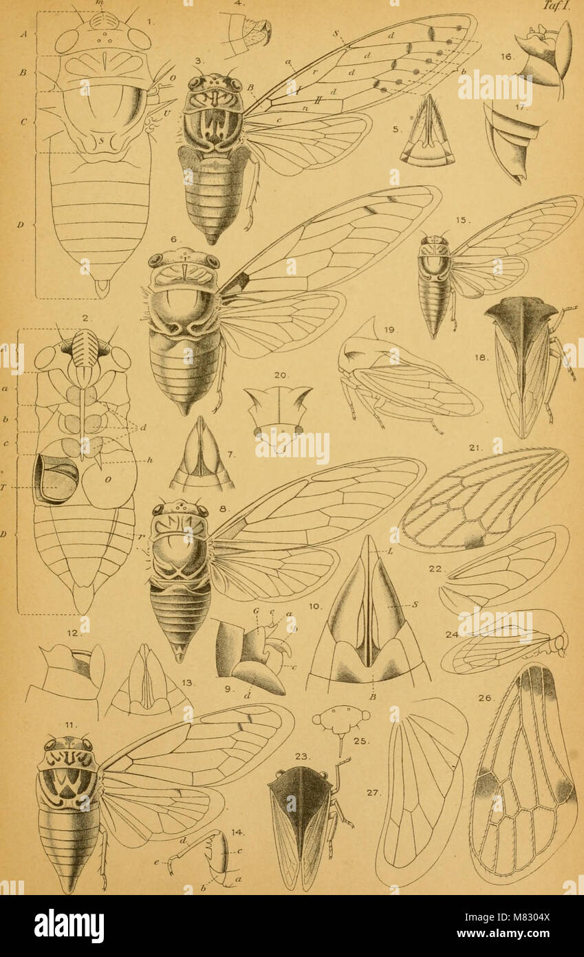 Studying insect anatomy hi-res stock photography and images - Alamy