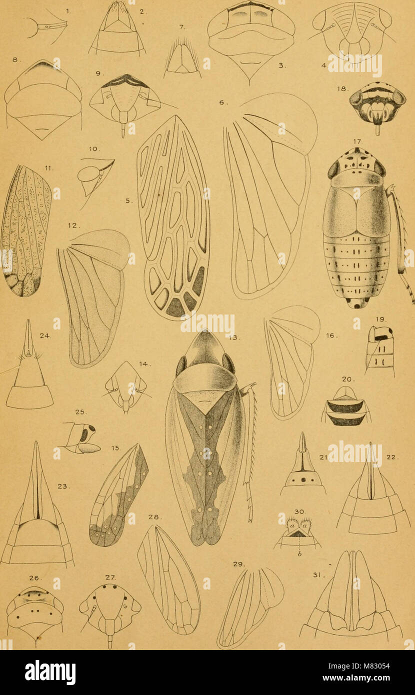 This 1896 study on *Cicadinen* (Cicadas) of Central Europe provides a ...