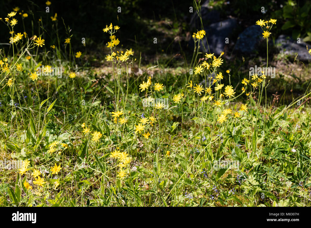 Common Hawkweed, Hagfibbla (Hieracium lachenalii Stock Photo - Alamy