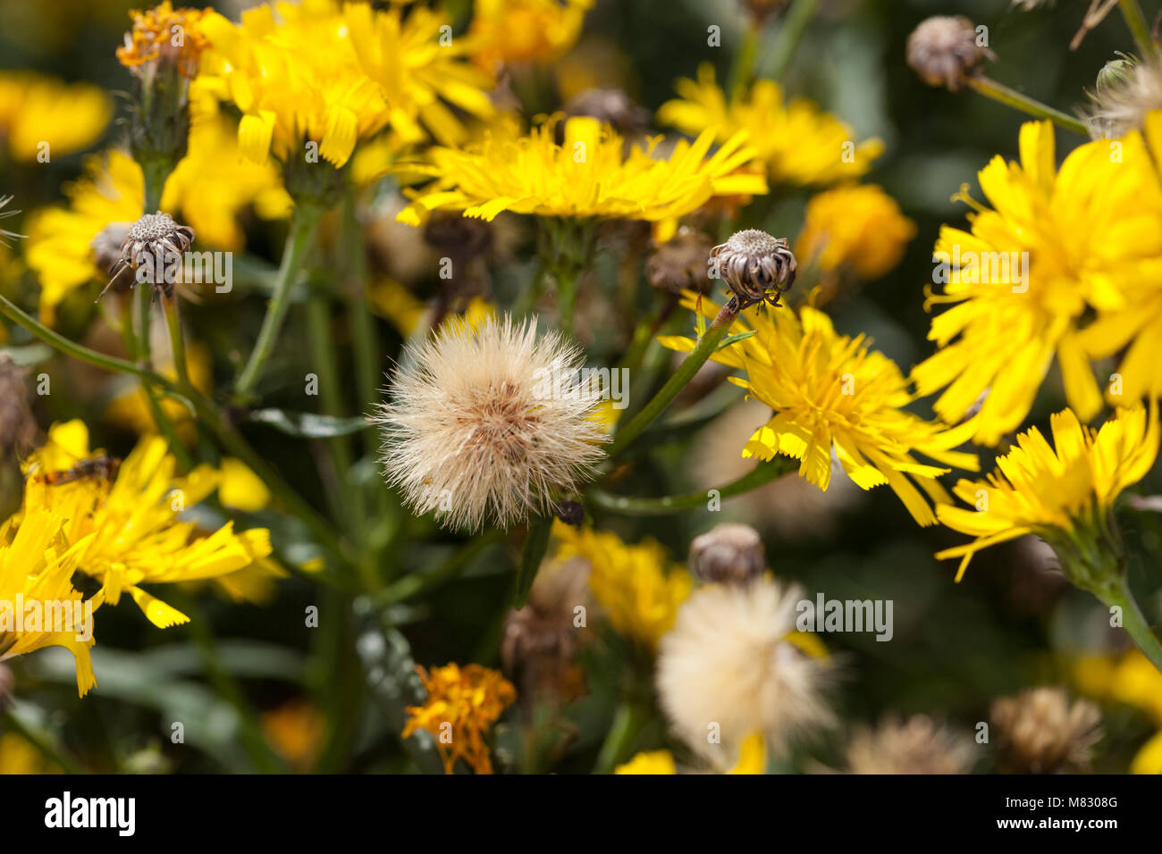 Common Hawkweed, Hagfibbla (Hieracium lachenalii Stock Photo - Alamy