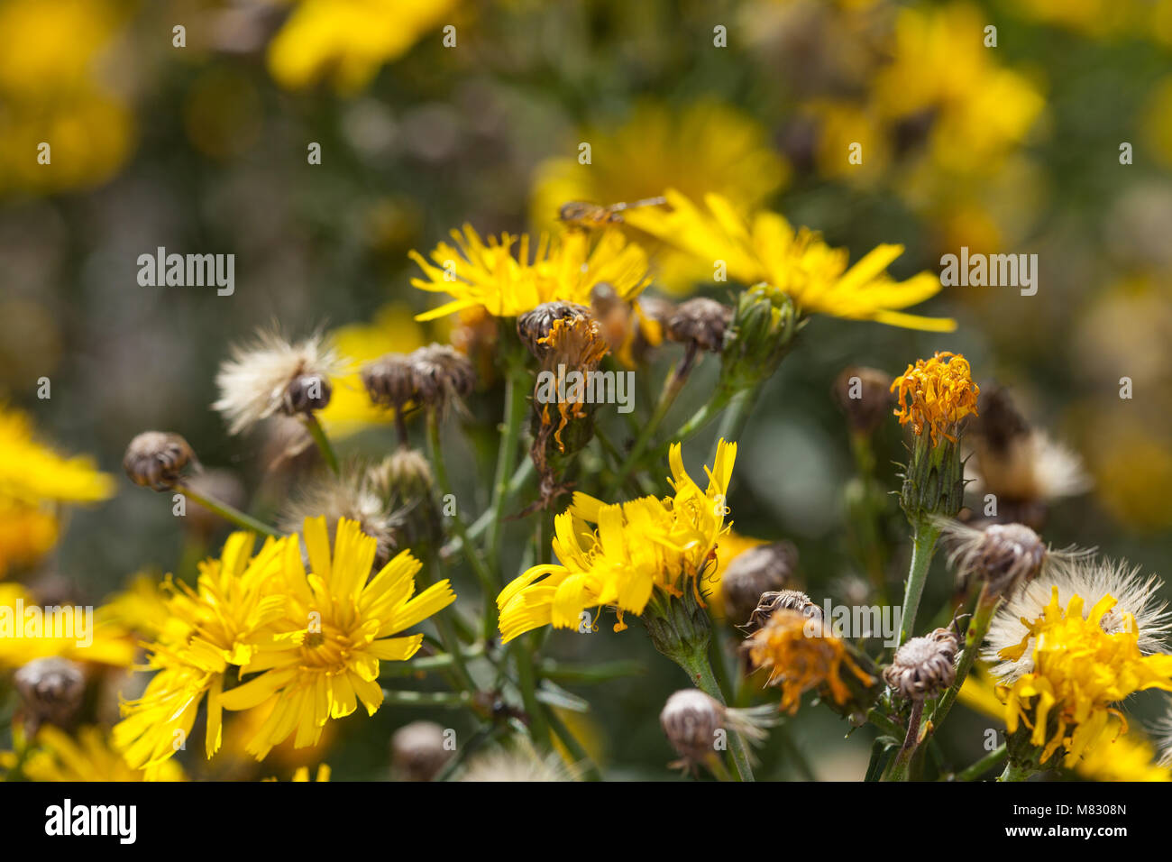 Common Hawkweed, Hagfibbla (Hieracium lachenalii Stock Photo - Alamy