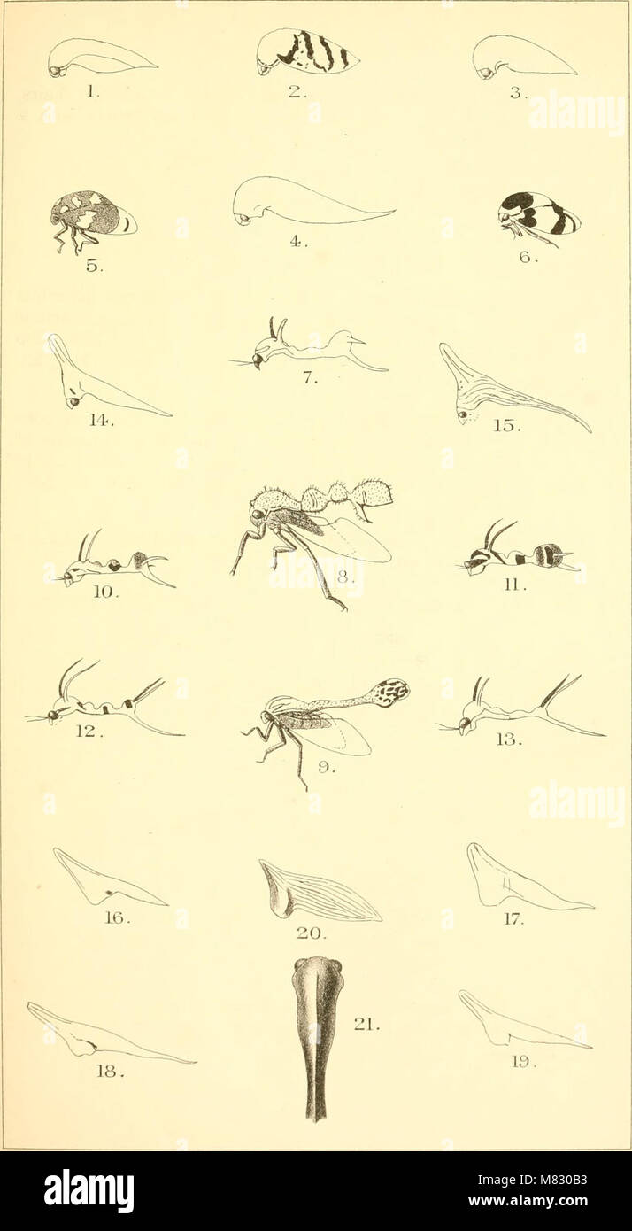 Cistula hi-res stock photography and images - Alamy