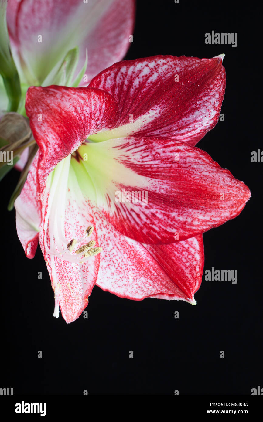 'Flamenco Queen' Hippeastrum, Amaryllis (Hippeastrum x hortorum Stock ...
