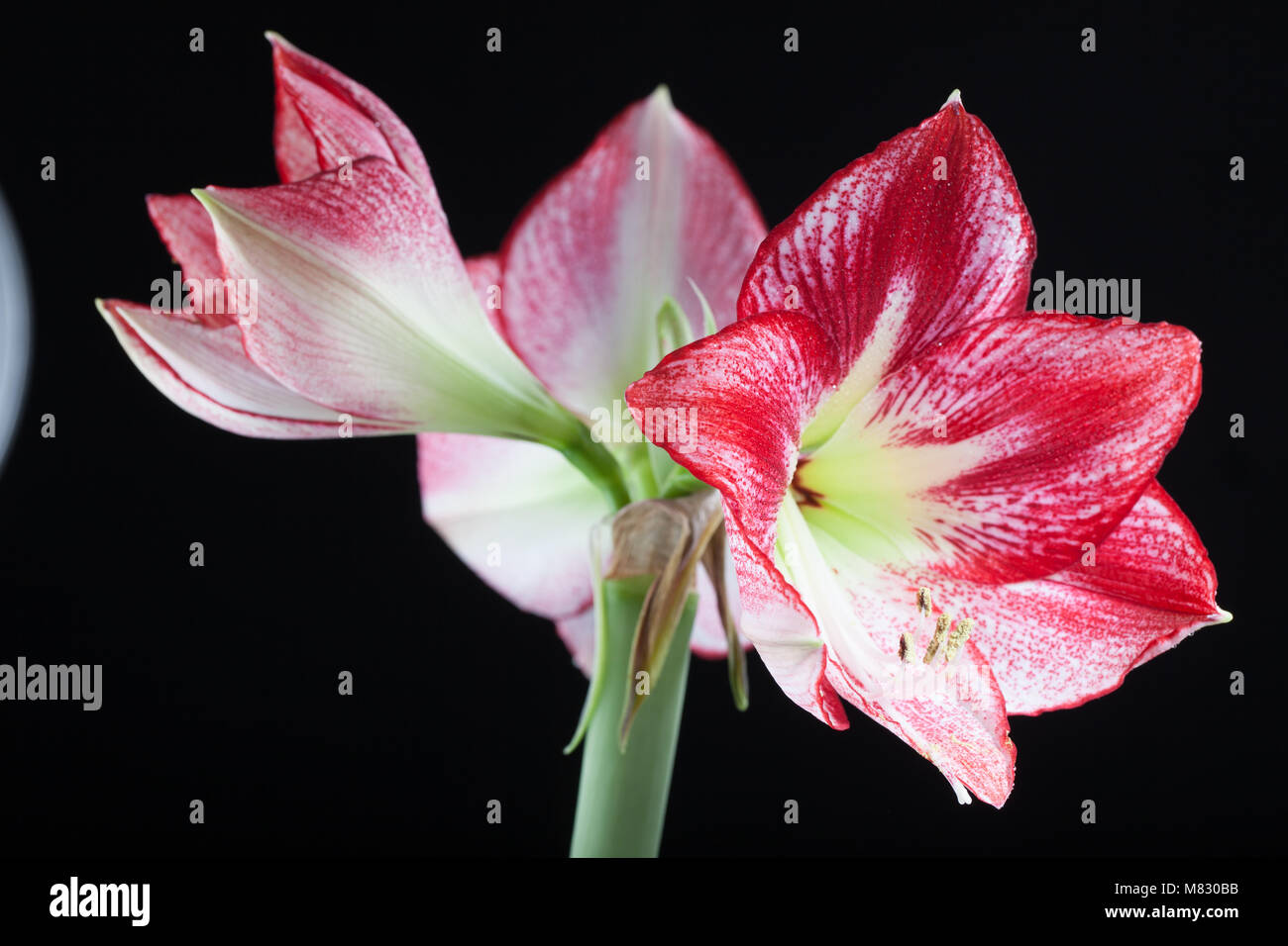 'Flamenco Queen' Hippeastrum, Amaryllis (Hippeastrum x hortorum Stock ...