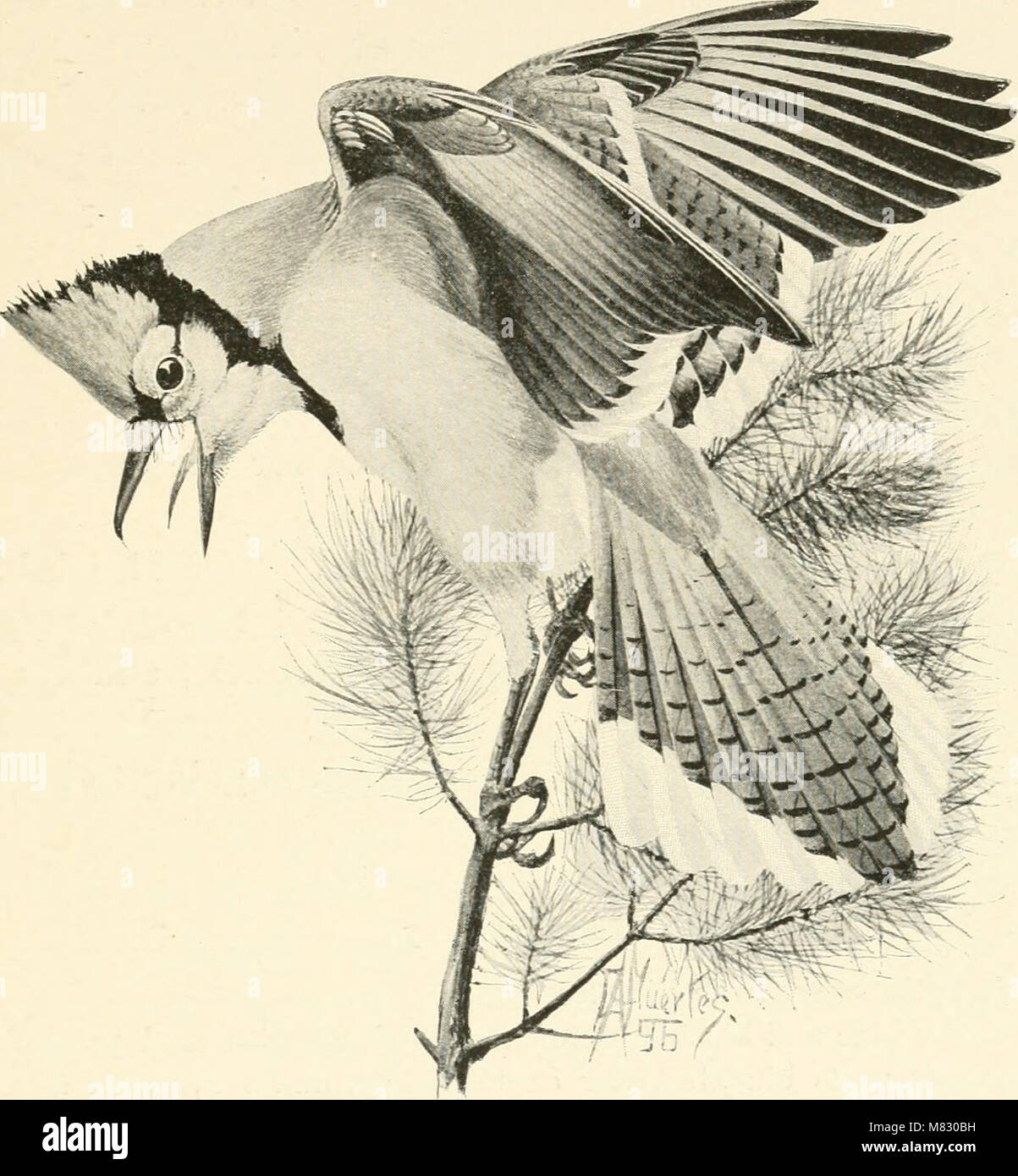 'Citizen Bird' (1897) is a beginner-friendly guide to birdwatching ...