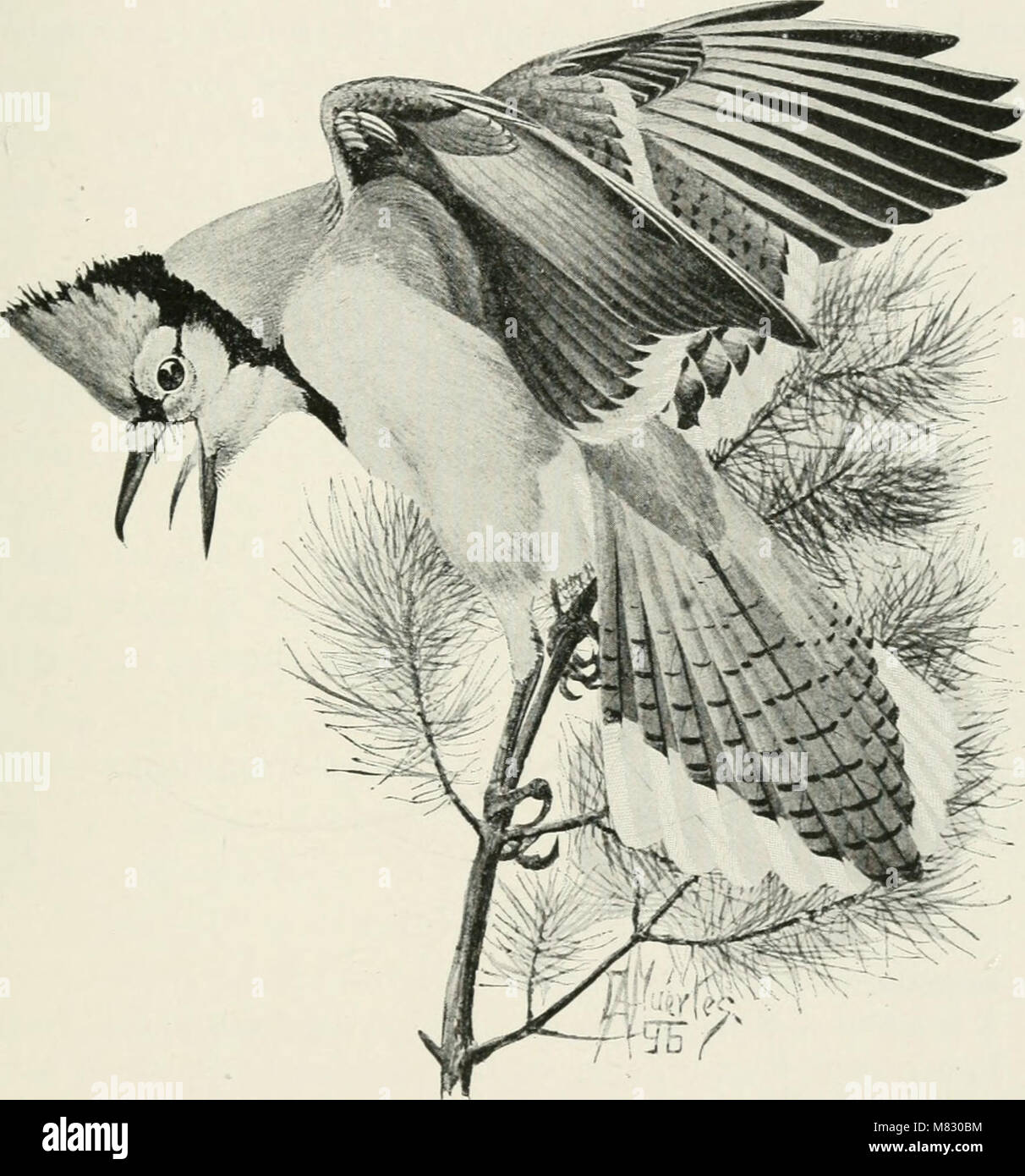 Citizen bird. Scenes from bird-life in plain english for beginners ...